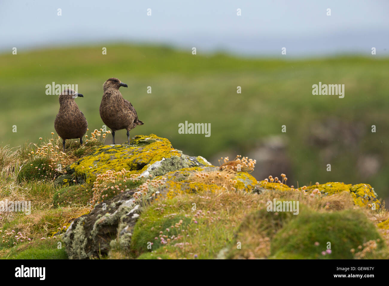 Uk great skua at sea summer hi-res stock photography and images - Alamy