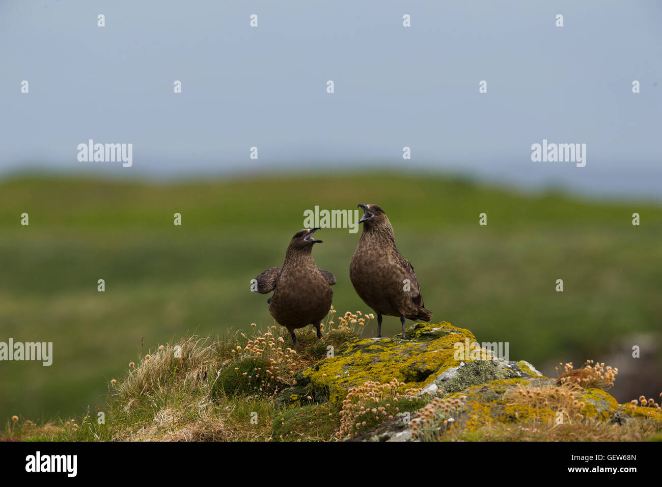 Uk great skua at sea summer hi-res stock photography and images - Alamy