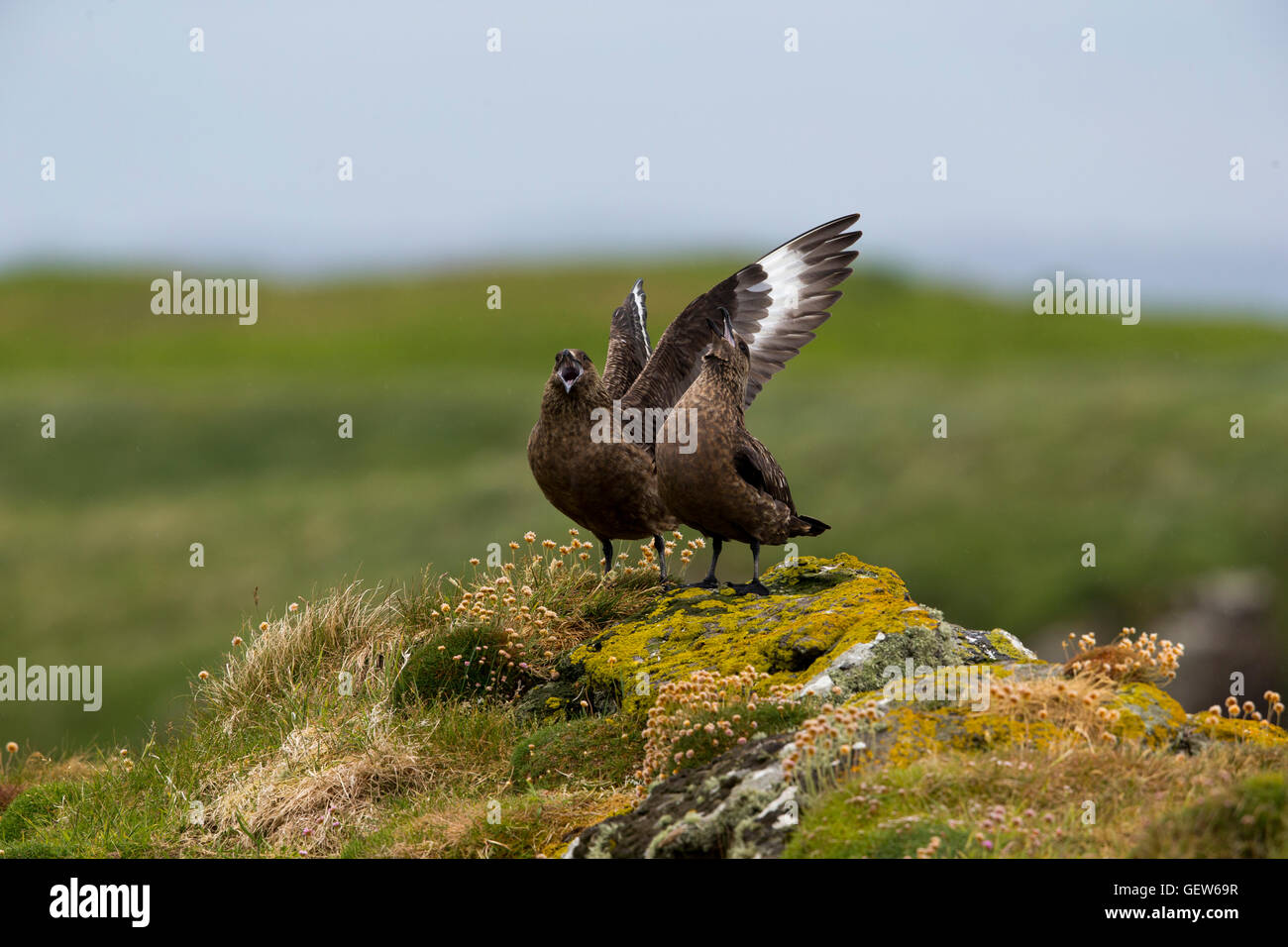 Stercorariidae hi-res stock photography and images - Alamy