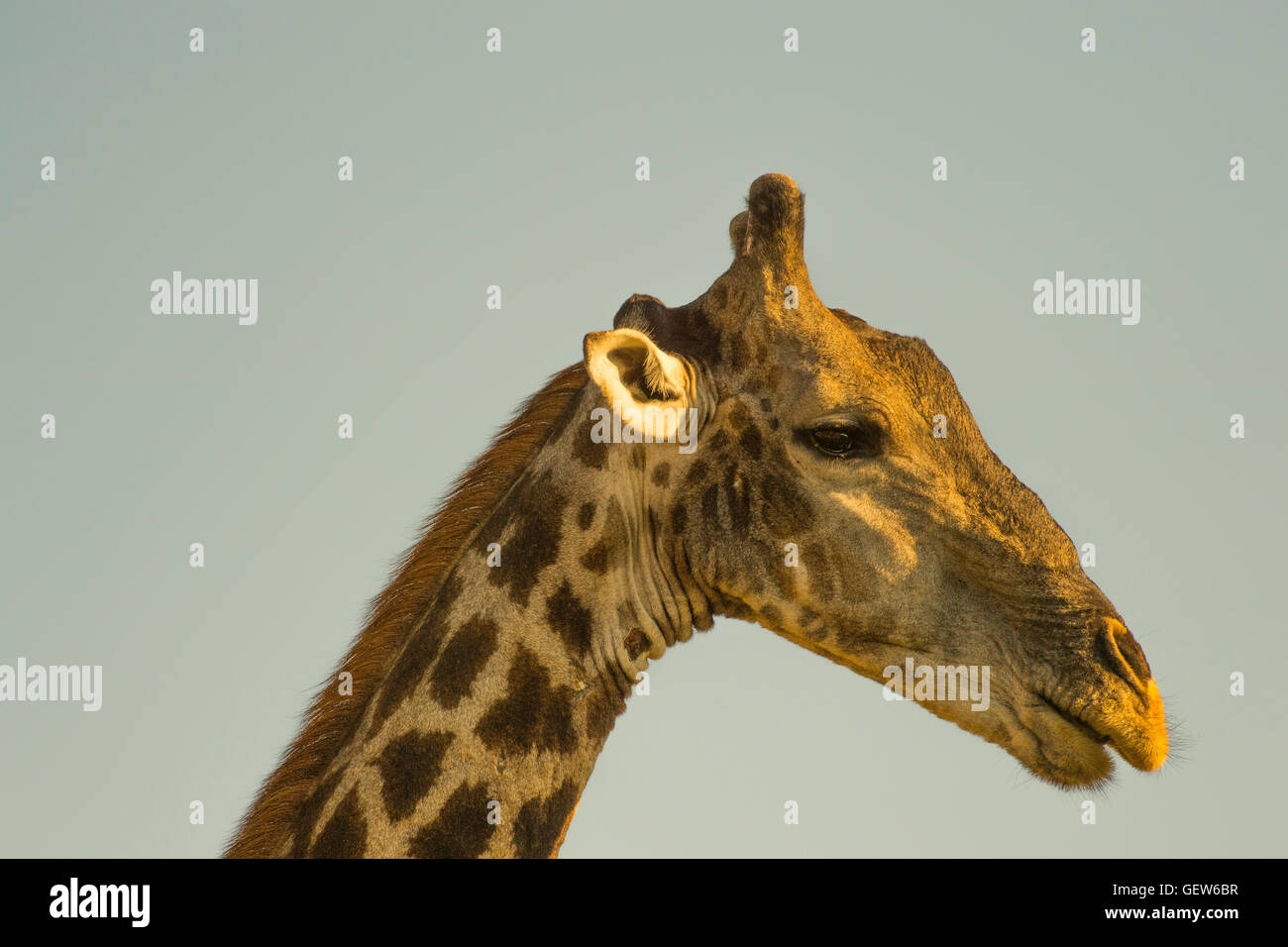 Giraffe ranger hi-res stock photography and images - Alamy