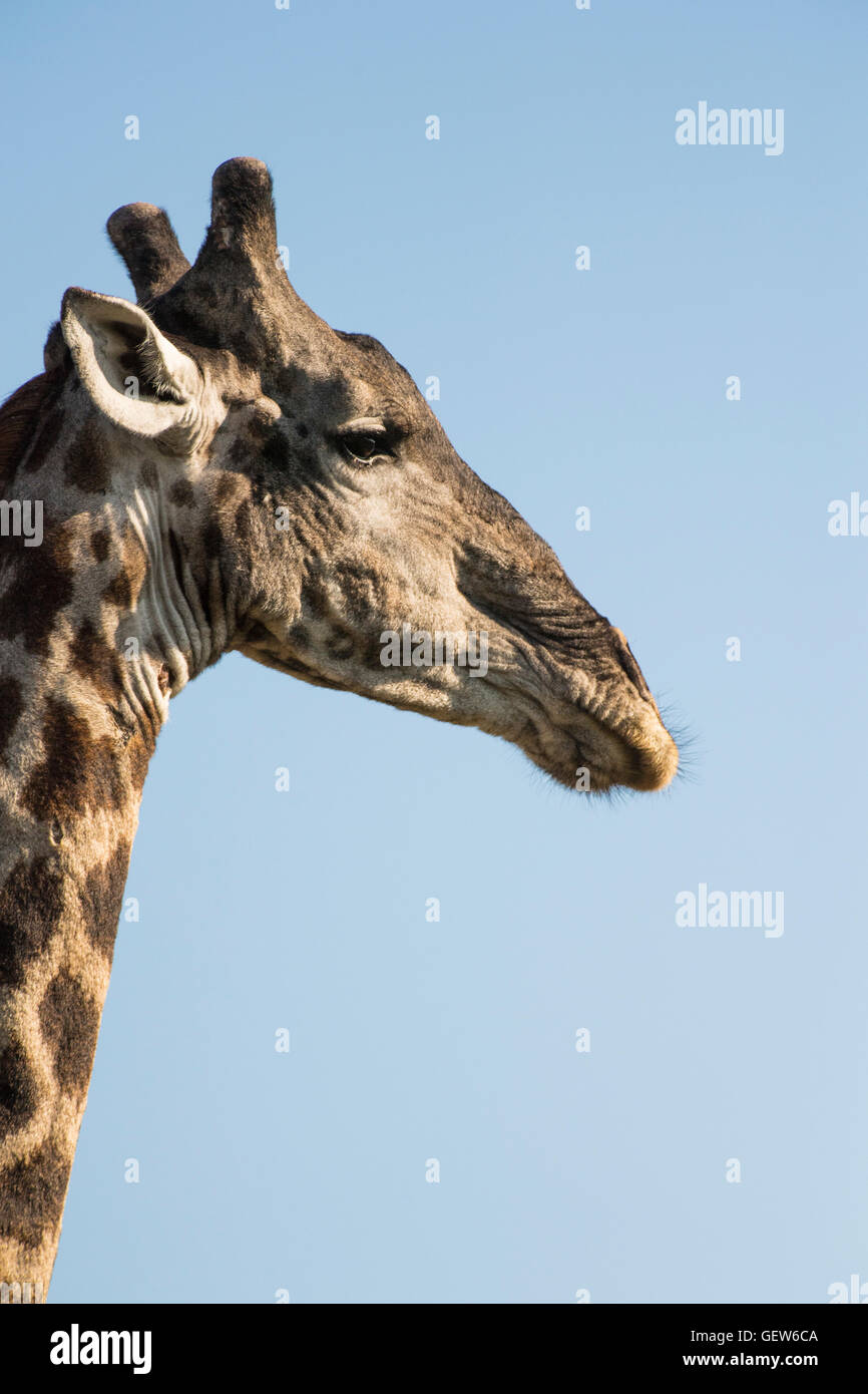 Giraffe ranger hi-res stock photography and images - Alamy