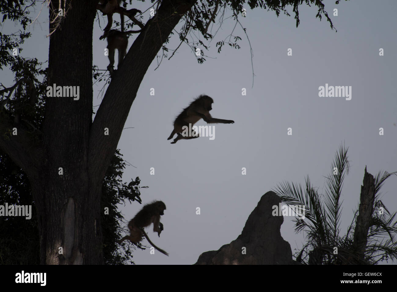 Flying primate hi-res stock photography and images - Alamy