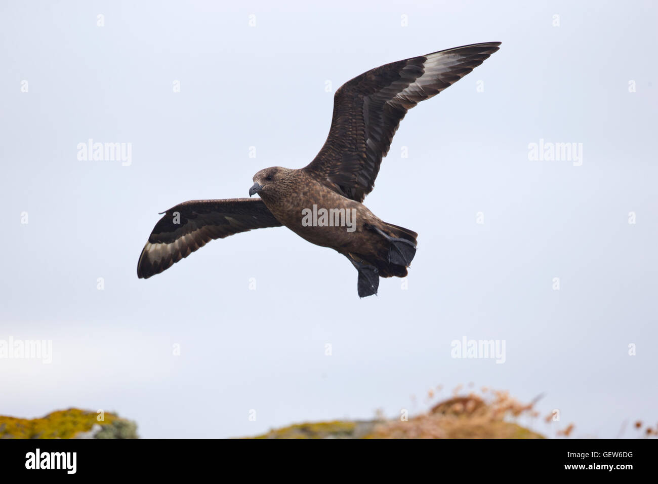 Great Skua Flying Stock Photo - Alamy