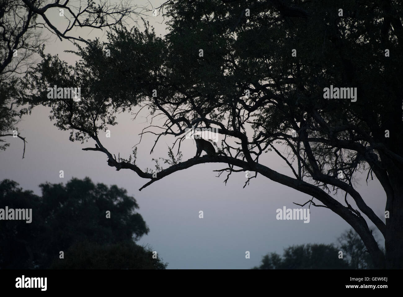 Early morning leopard in tree Stock Photo - Alamy