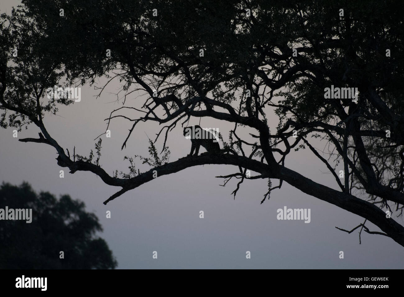 Early morning leopard in tree Stock Photo - Alamy