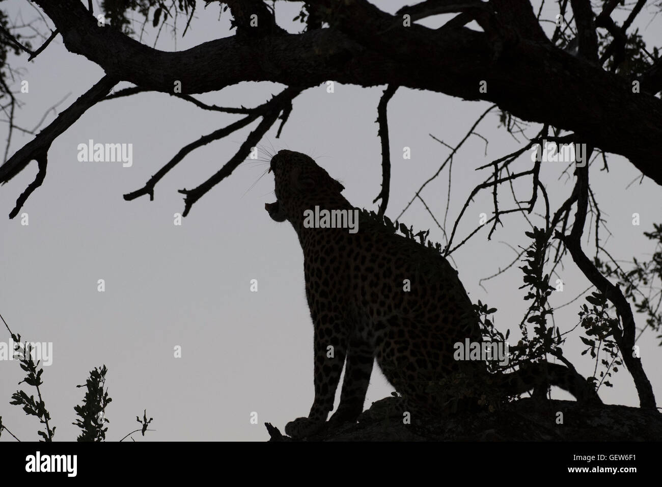 Early morning leopard in tree Stock Photo - Alamy
