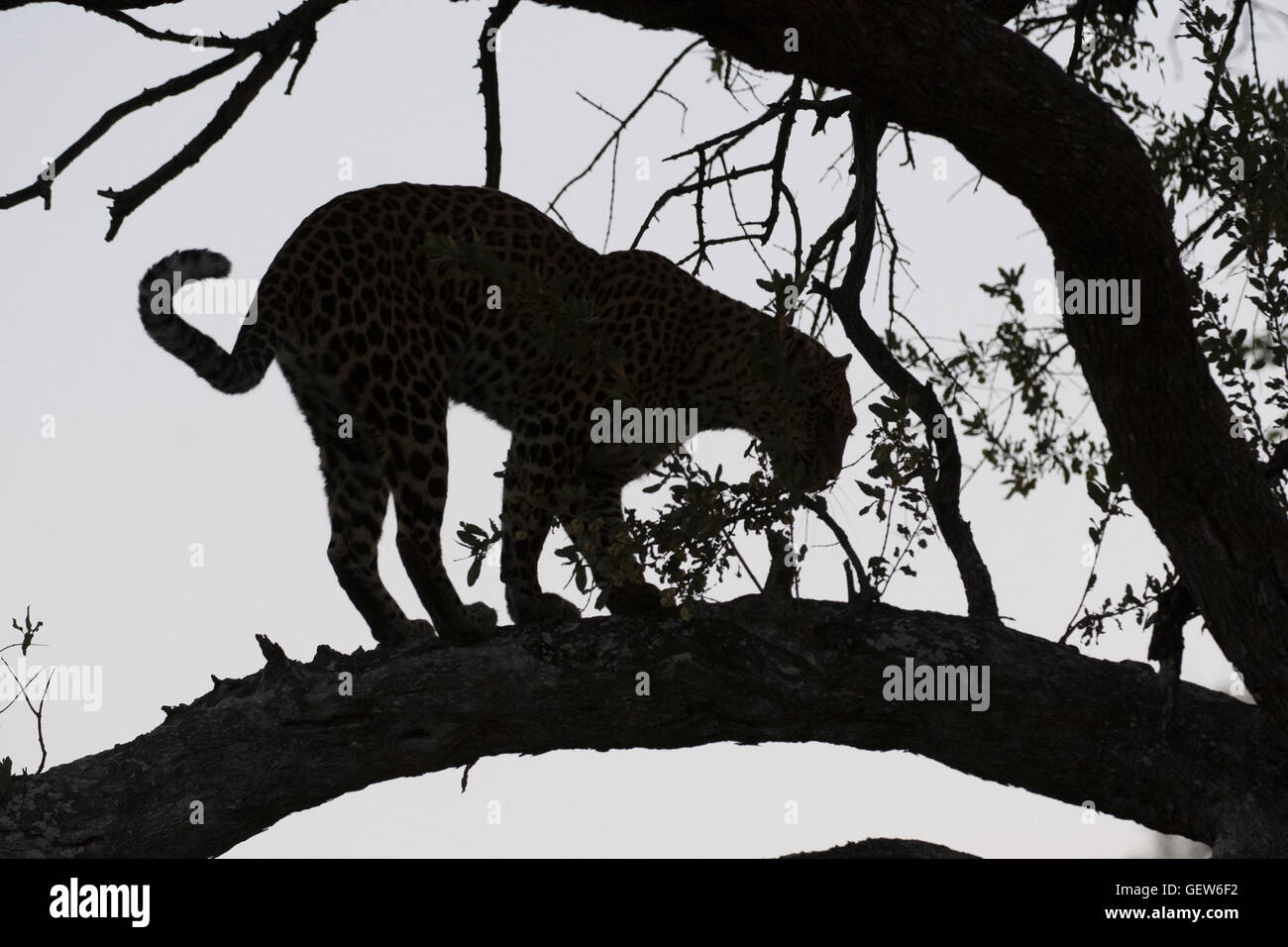 Early morning leopard in tree Stock Photo - Alamy