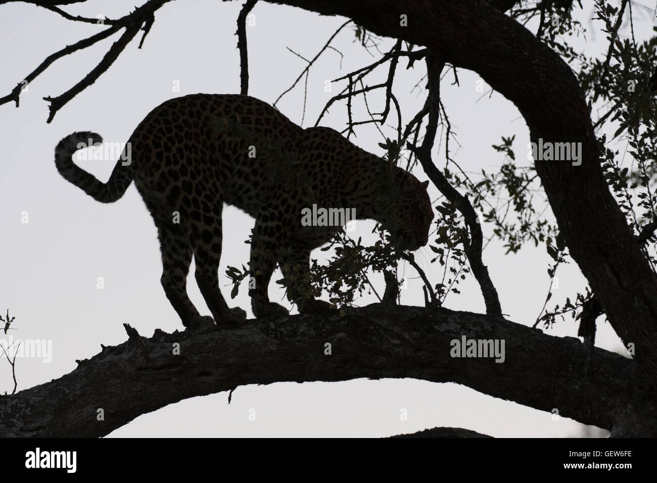 Early morning leopard in tree Stock Photo - Alamy