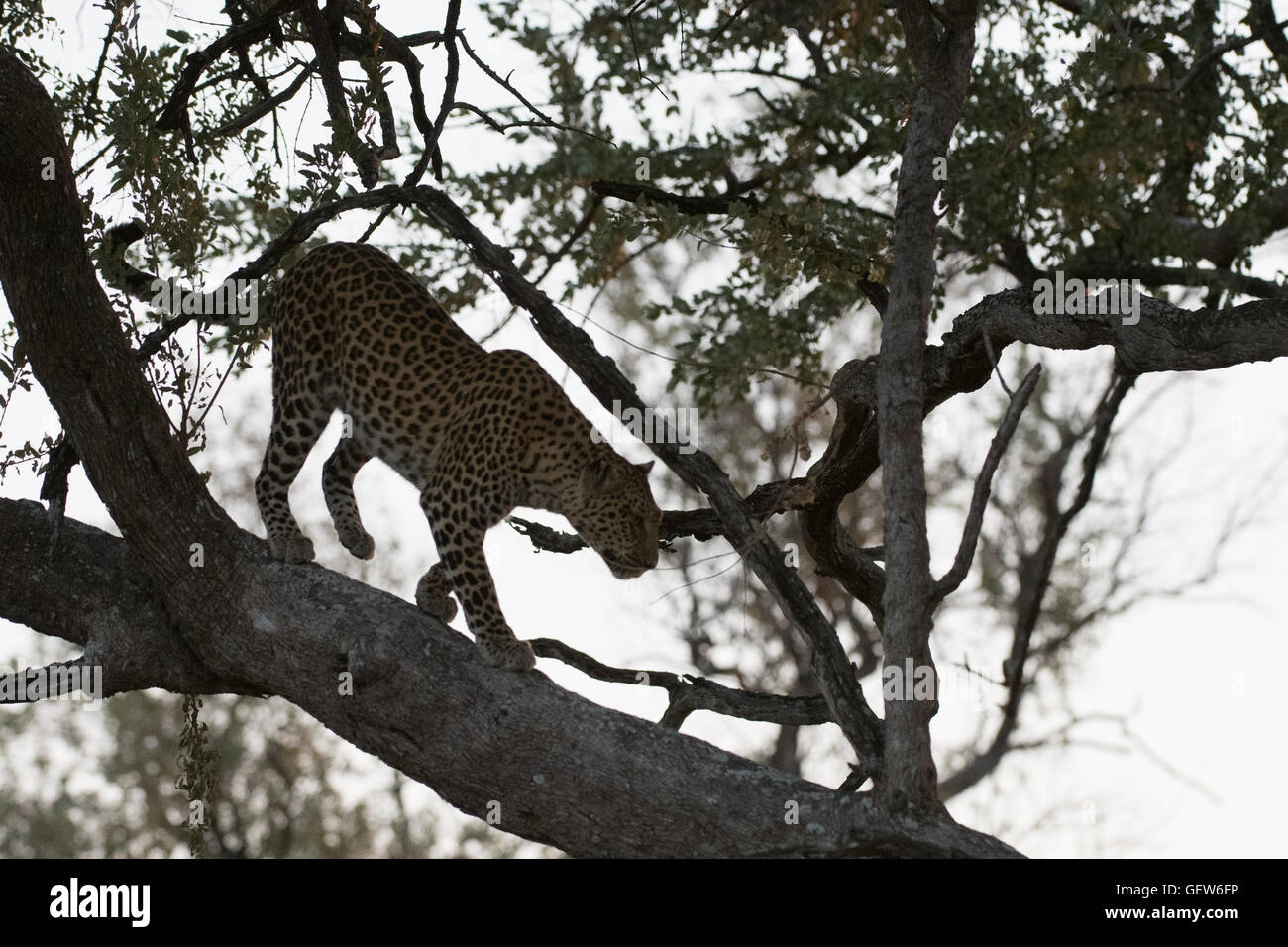 Leopard silent hunter in hi-res stock photography and images - Alamy