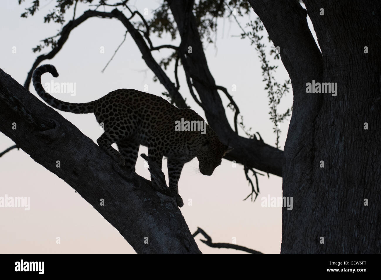 Leopard silent hunter in hi-res stock photography and images - Alamy