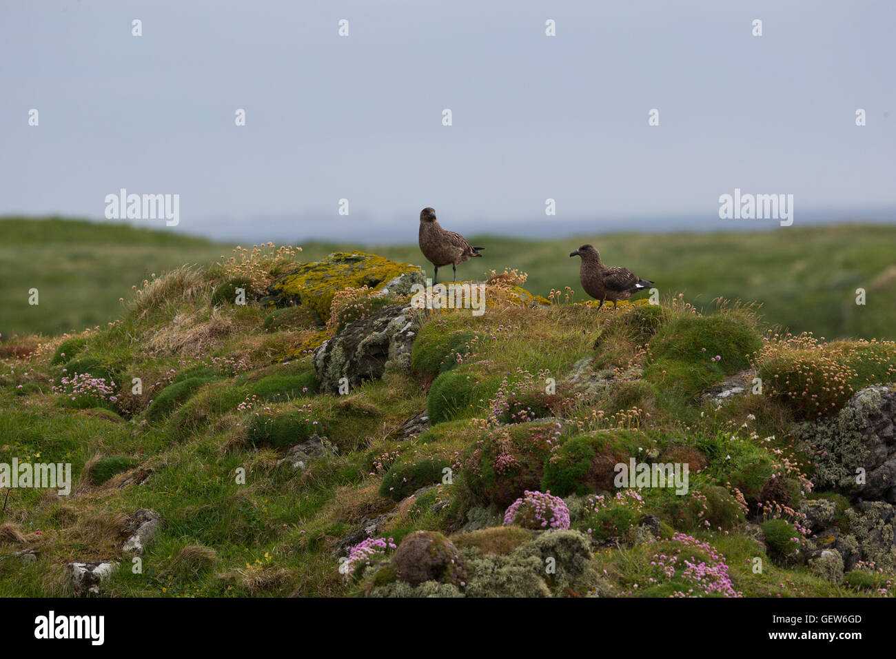 Catharacta skua hi-res stock photography and images - Alamy