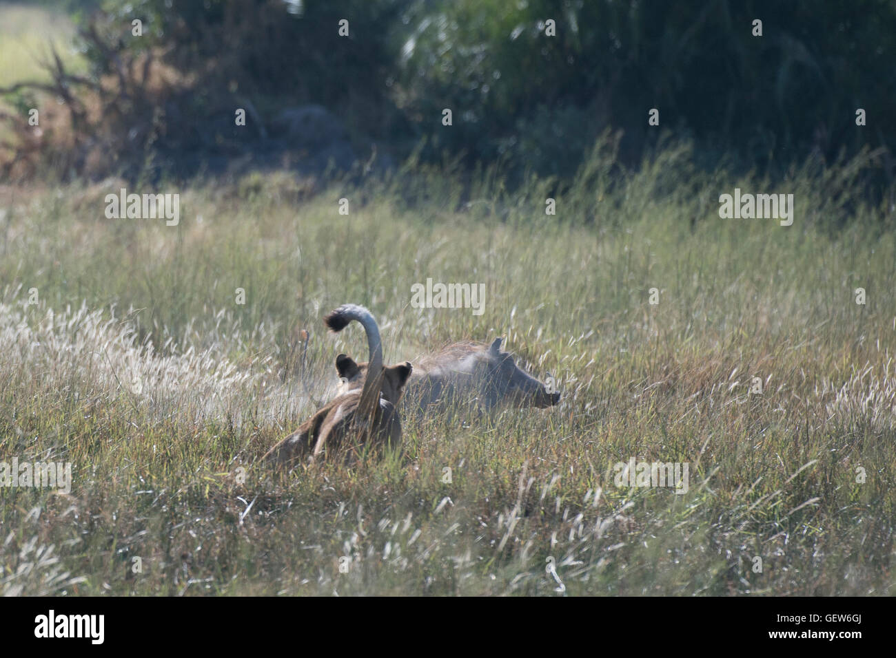 Lion hunt warthog hi-res stock photography and images - Alamy
