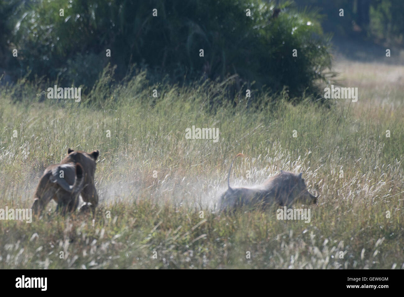 Lion hunt warthog hi-res stock photography and images - Alamy