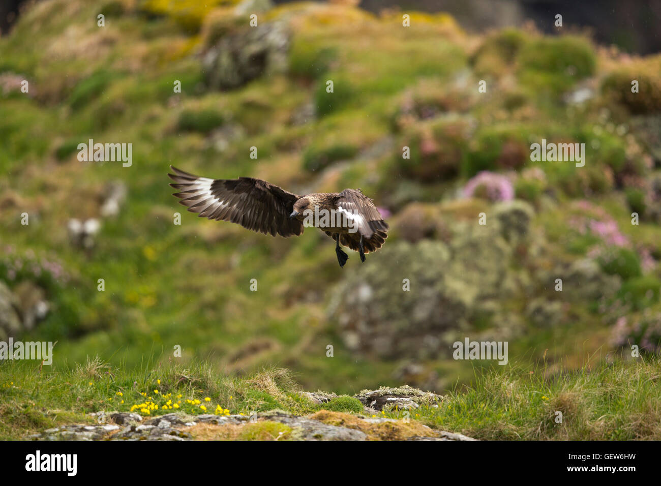 Great Skua Flying Stock Photo - Alamy
