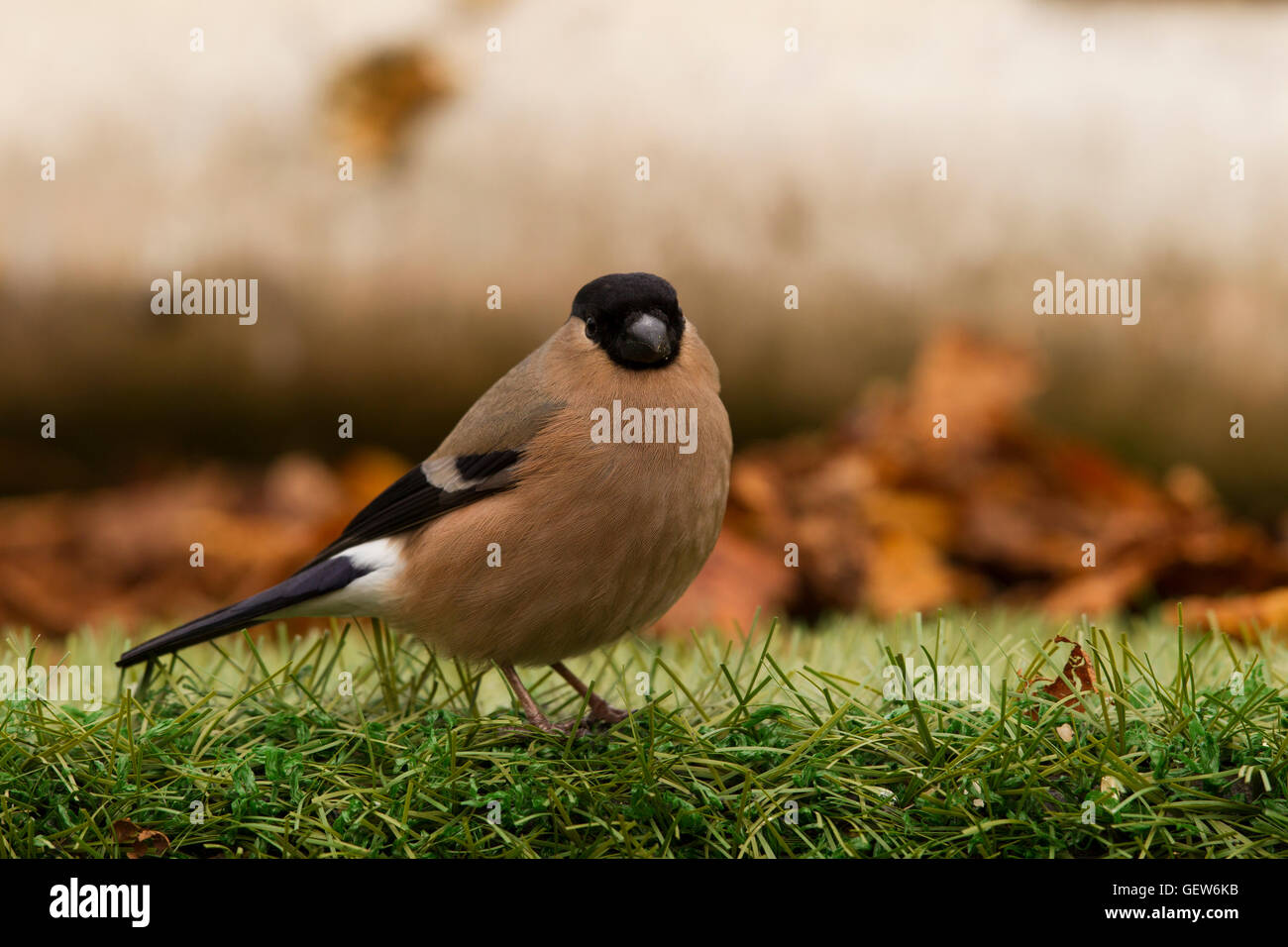 Bullfinch Female High Resolution Stock Photography and Images - Alamy