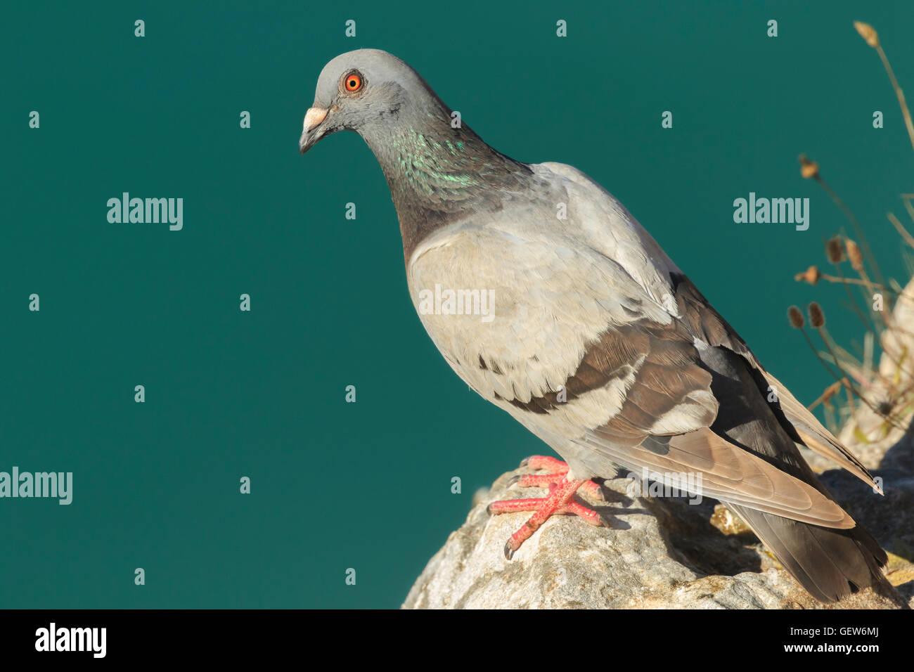 The rock dove or rock pigeon (Columba livia) resting on the cliffs with ...