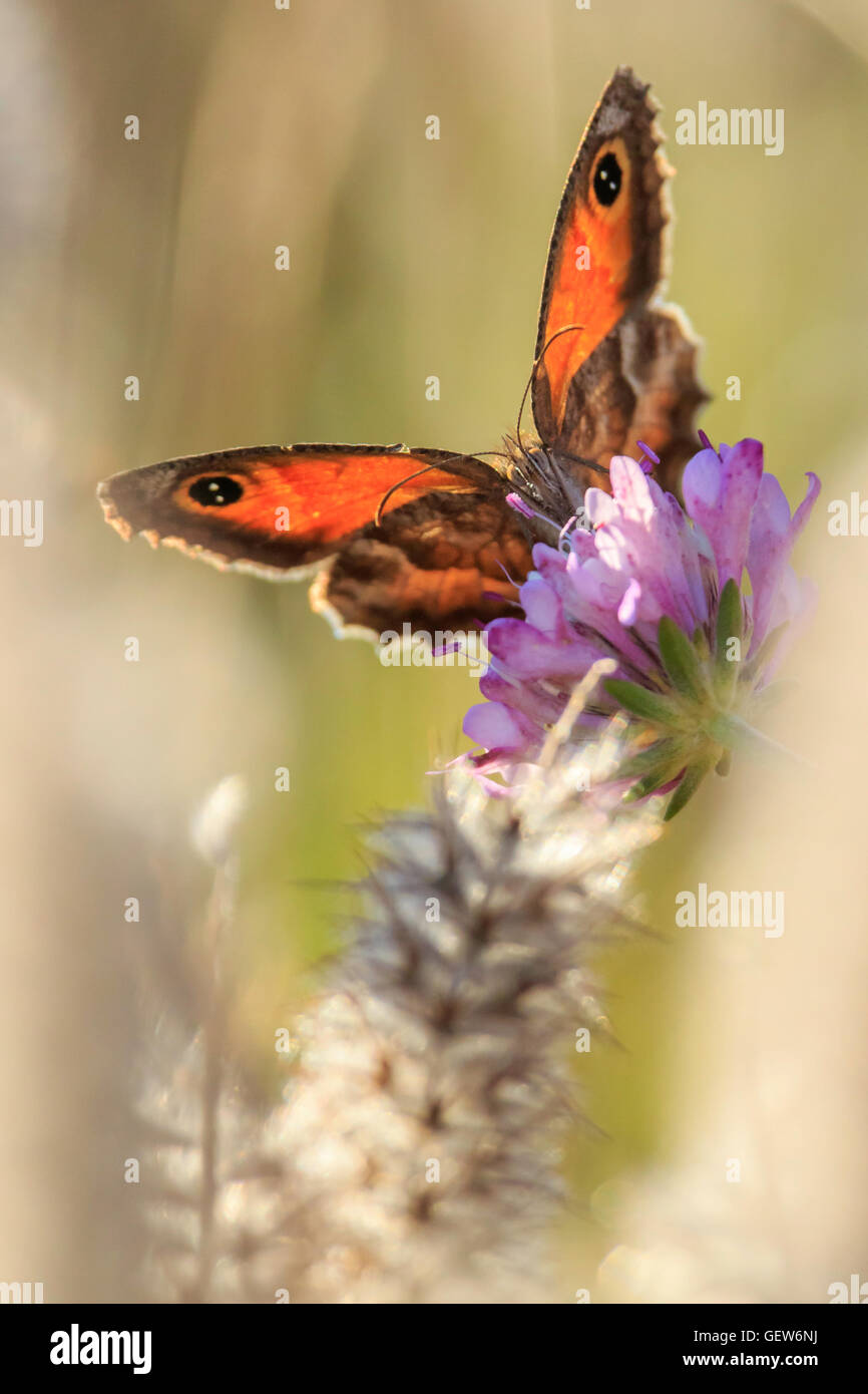 the southern gatekeeper butterfly Pyronia cecilia on a purple lilac ...