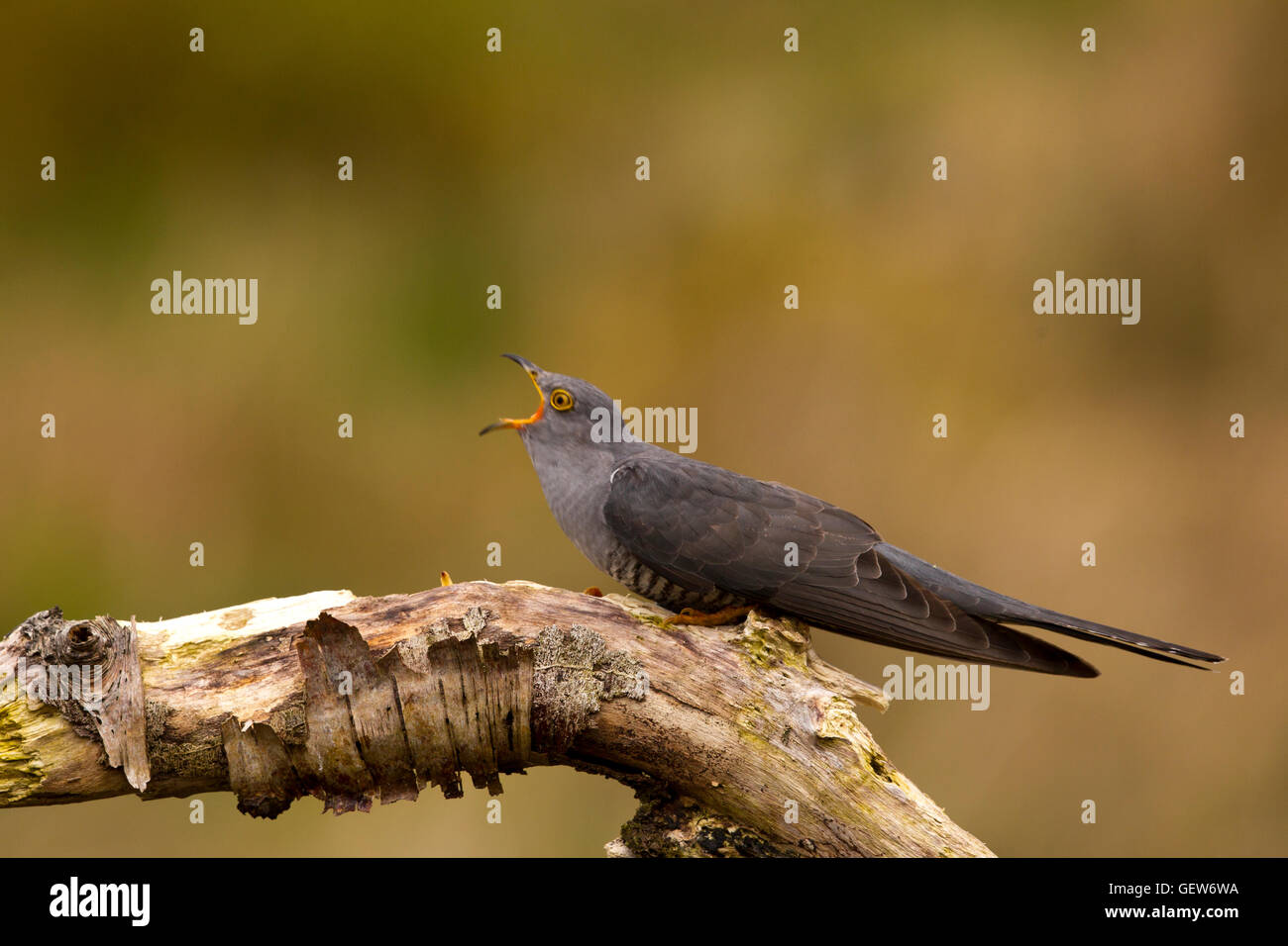Young cuckoo hi-res stock photography and images - Alamy