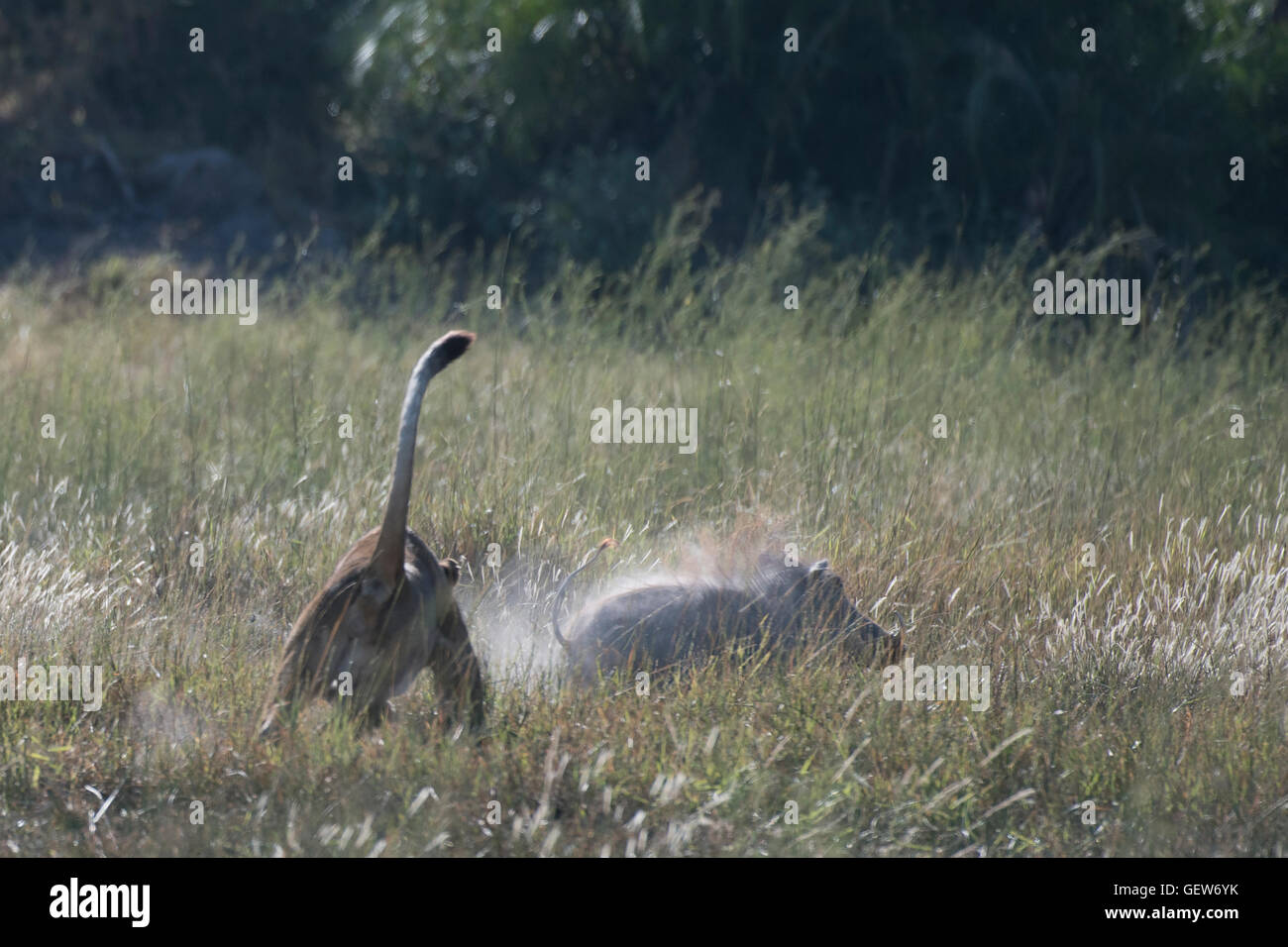 Lioness Chasing High Resolution Stock Photography and Images - Alamy