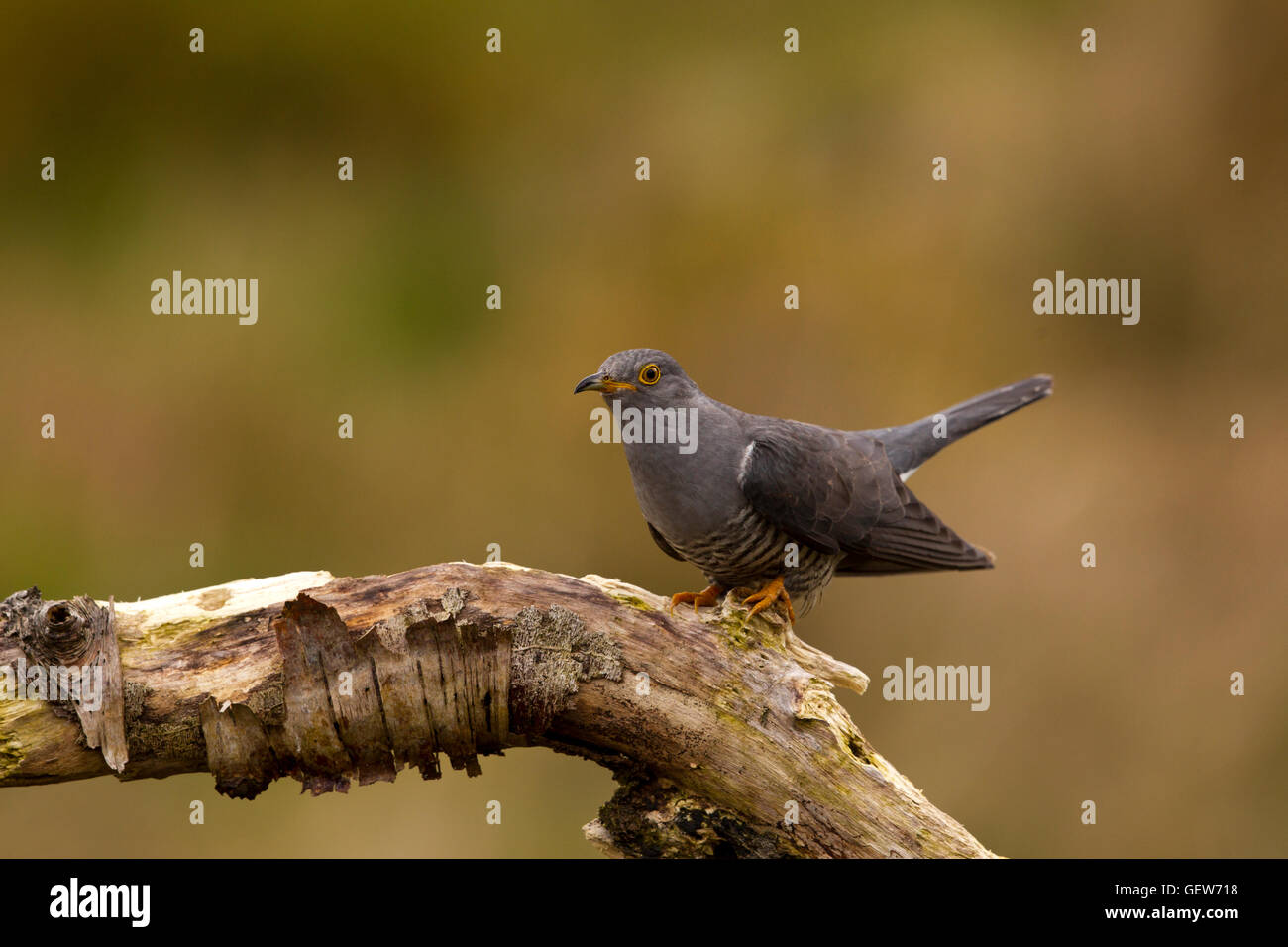 Young cuckoo uk hi-res stock photography and images - Alamy