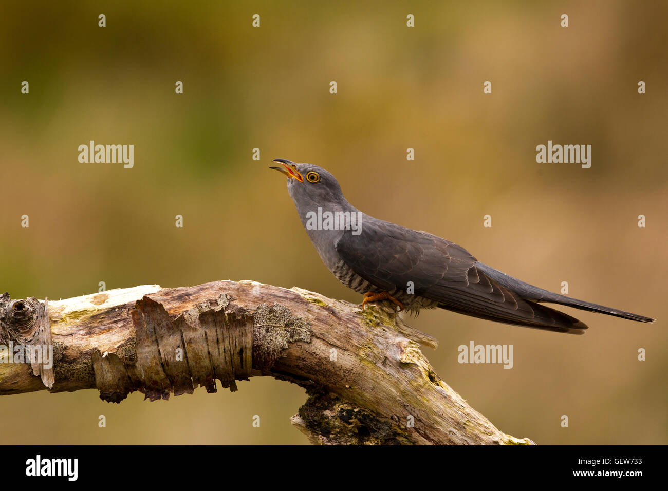 Young cuckoo hi-res stock photography and images - Alamy
