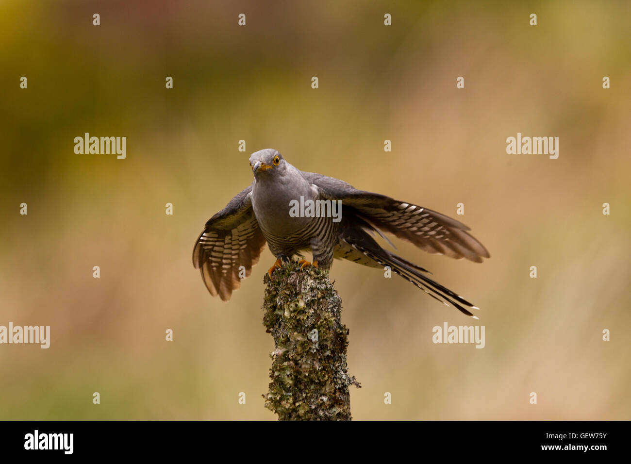 Young cuckoo uk hi-res stock photography and images - Alamy
