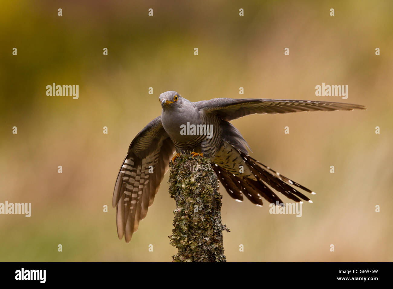 Cuckoo young uk hi-res stock photography and images - Alamy