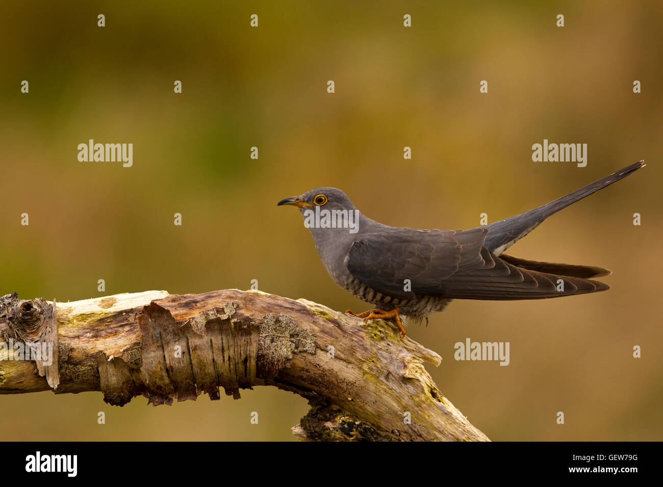 Young cuckoo uk hi-res stock photography and images - Alamy