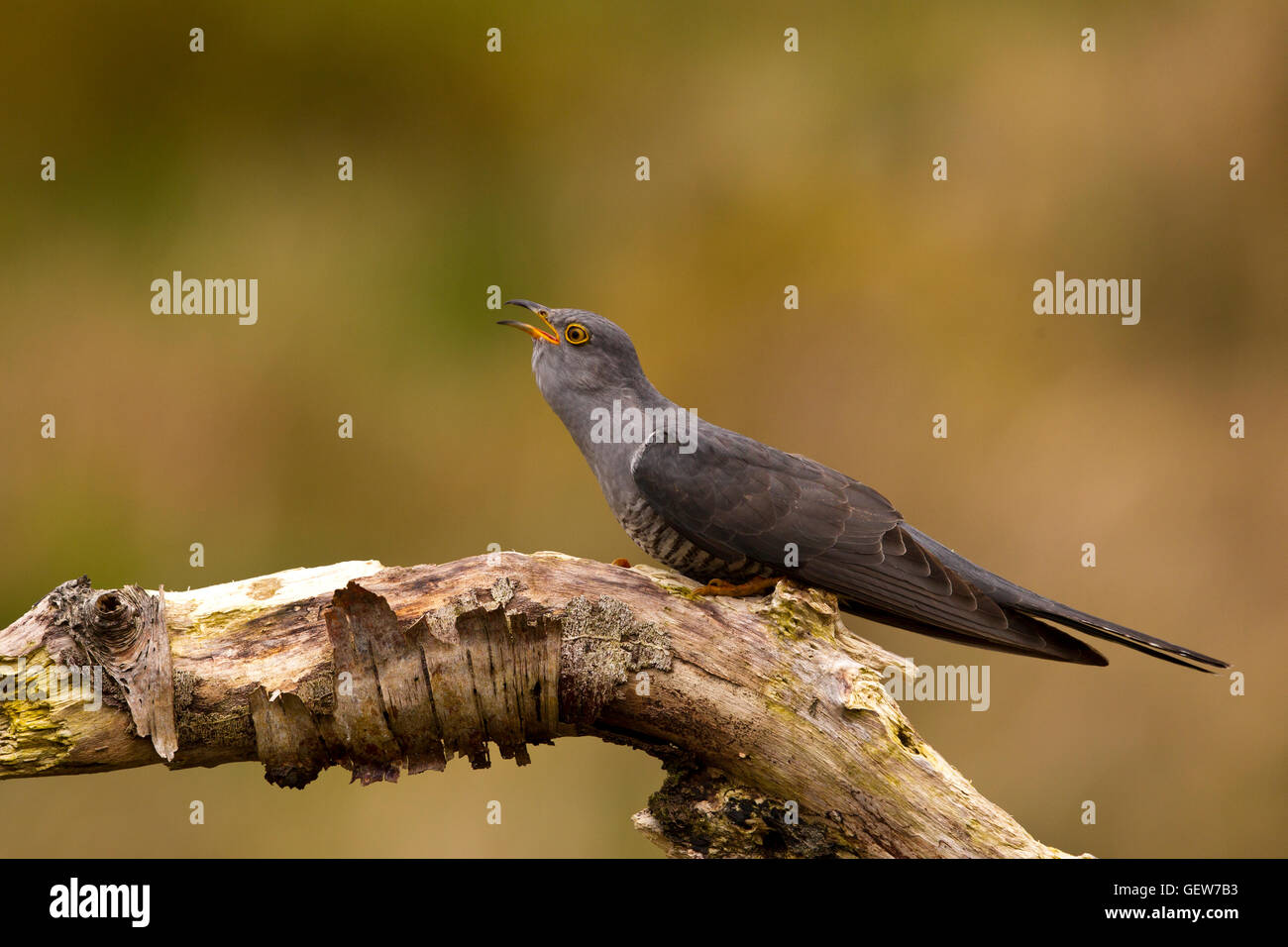 Young cuckoo uk hi-res stock photography and images - Alamy