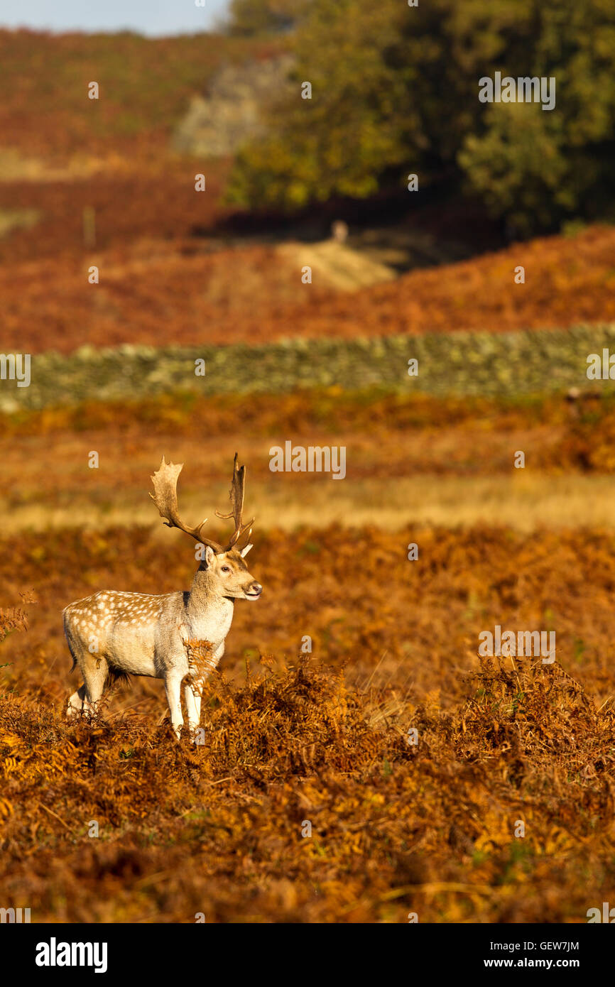 Fallow deer Stag Stock Photo - Alamy