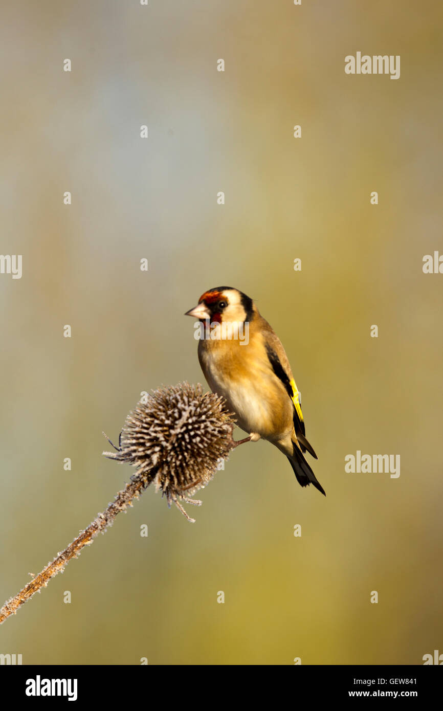 British Goldfinch Southern England Uk High Resolution Stock Photography ...