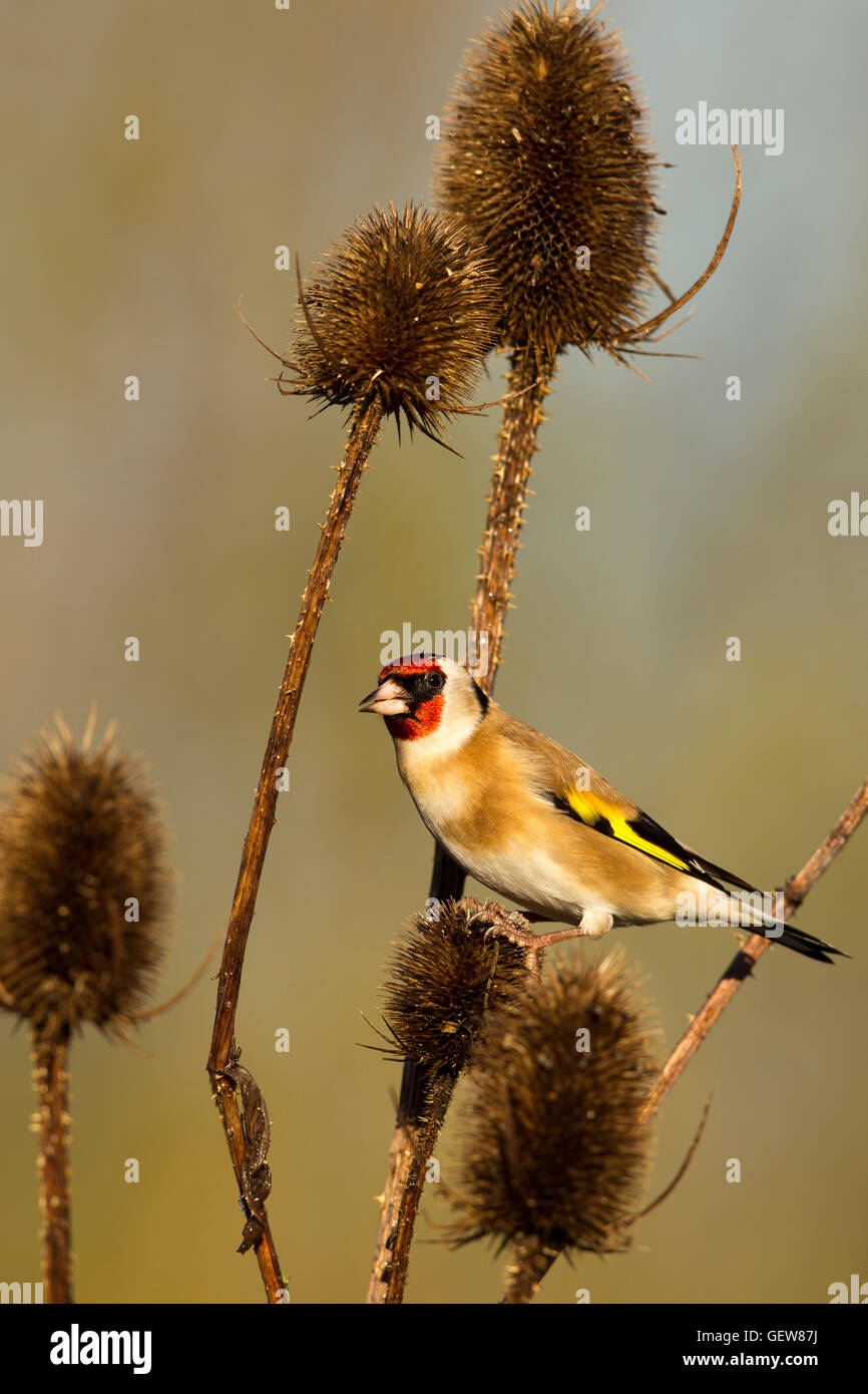 British goldfinch southern england uk hi-res stock photography and ...