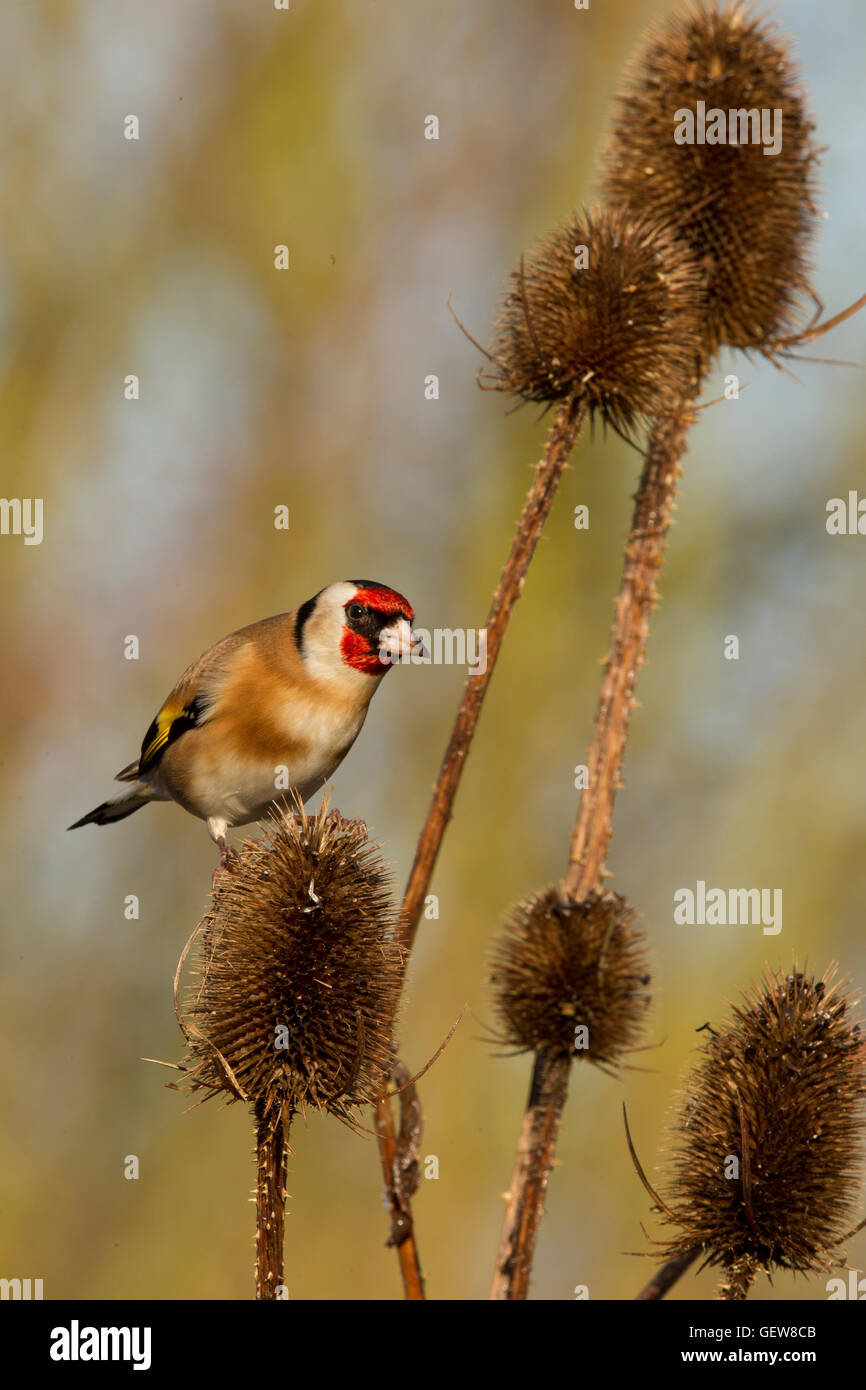 Goldfinch uk thistles hi-res stock photography and images - Alamy