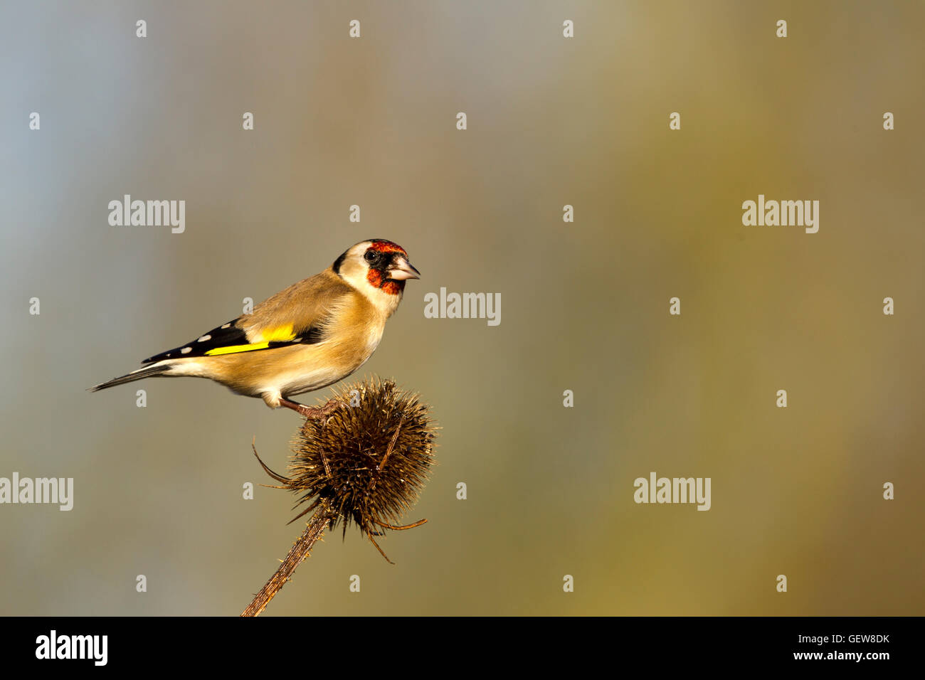 Goldfinch uk thistles hi-res stock photography and images - Alamy