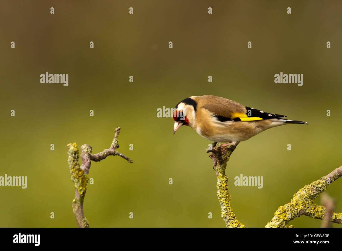 British Goldfinch Southern England Uk High Resolution Stock Photography ...