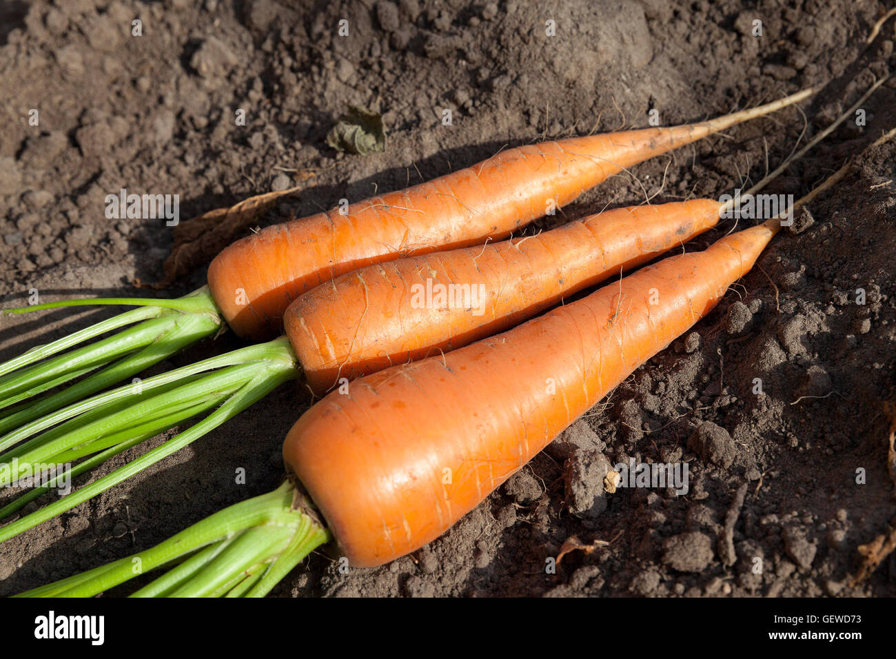 carrots in hand Stock Photo - Alamy