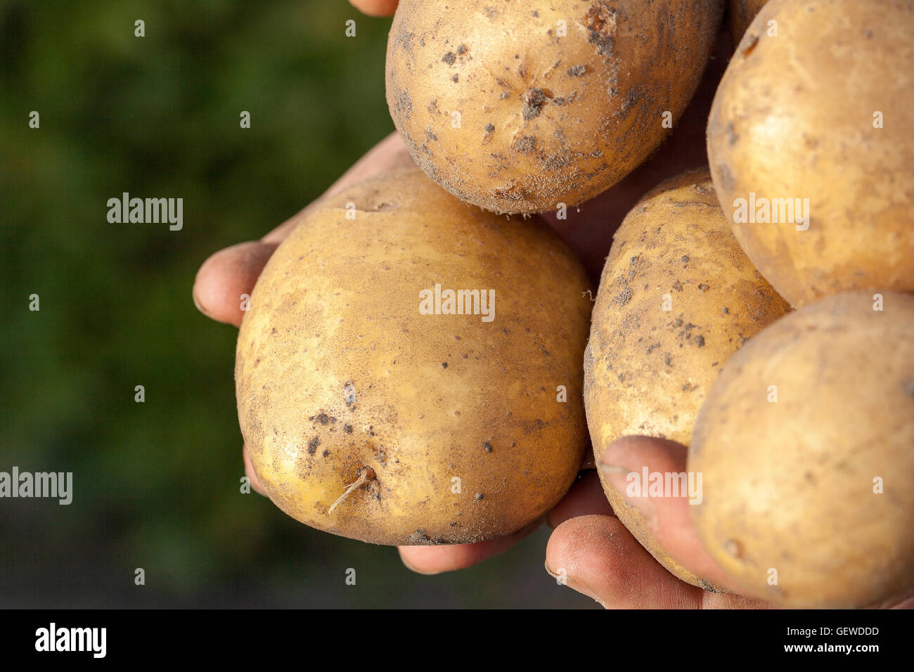 Potatoes in hand Stock Photo - Alamy