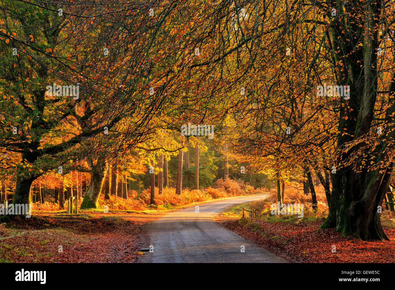 A tree lined road in the New Forest with autumn colours Stock Photo - Alamy