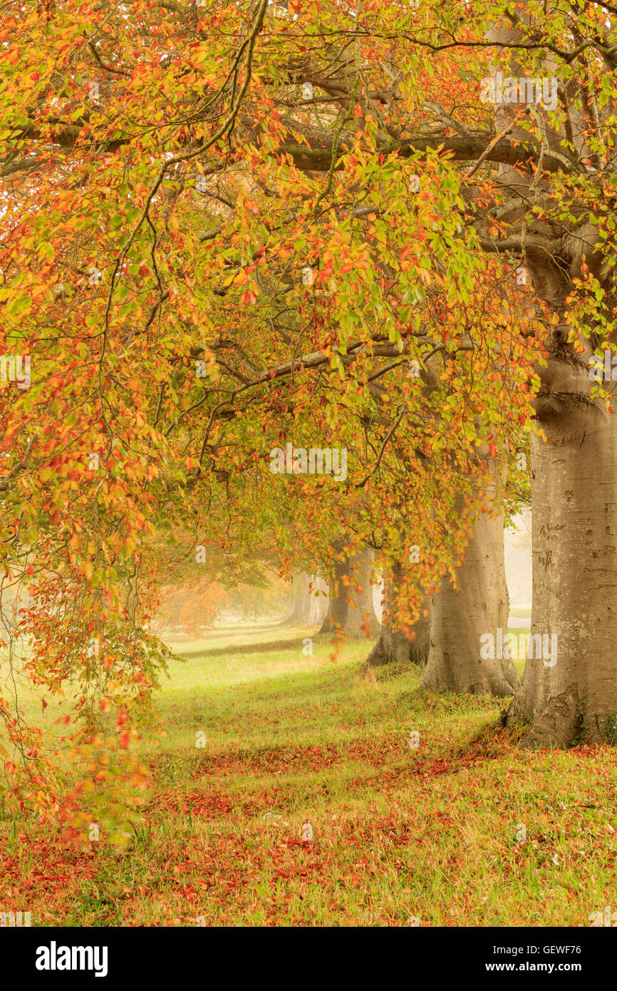 Beech trees with autumn leaves Stock Photo - Alamy