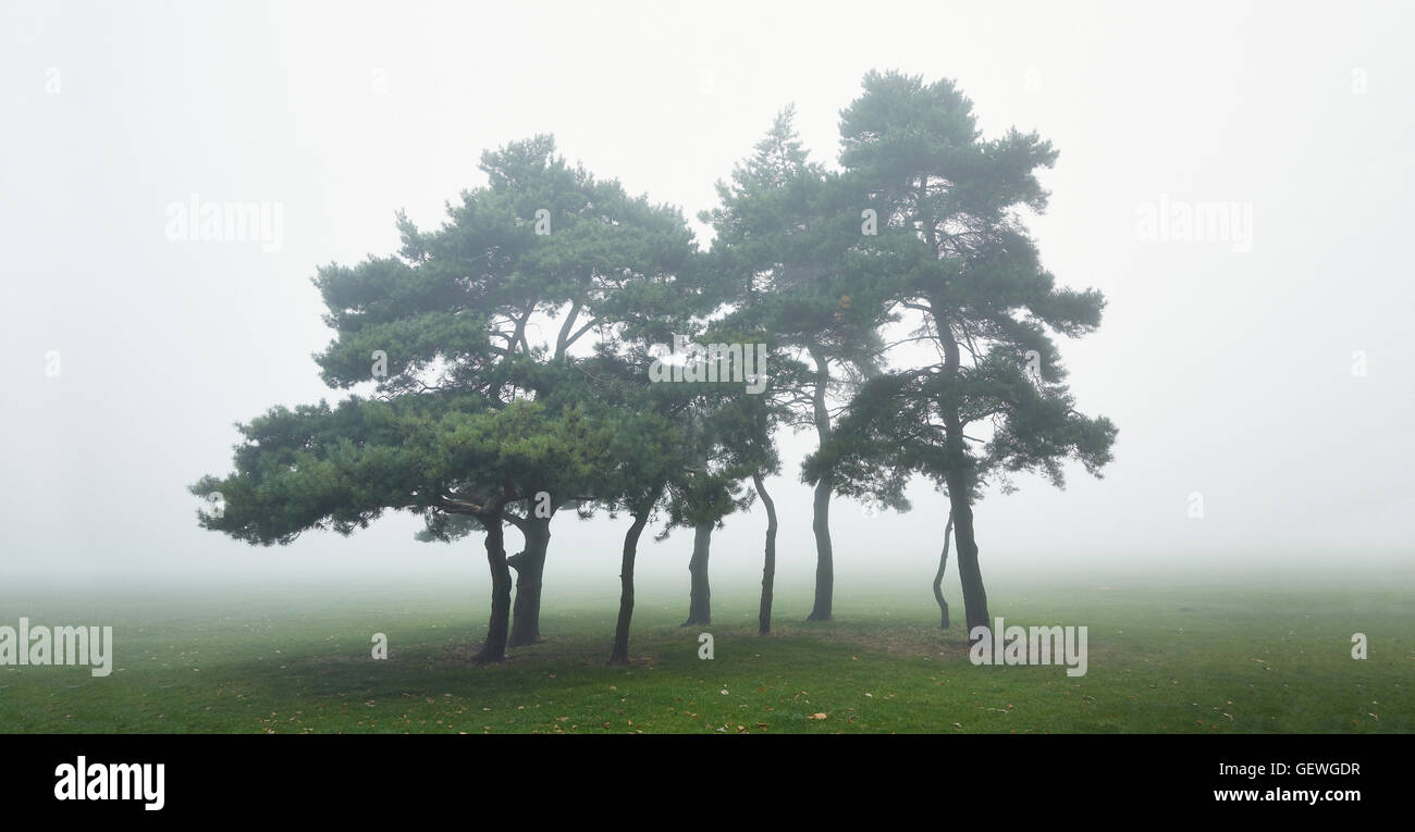 A stand of Pine trees in the mist Stock Photo - Alamy