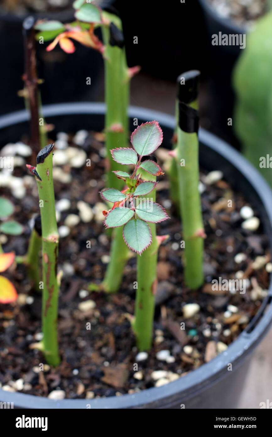 Growing rose from cuttings Stock Photo - Alamy