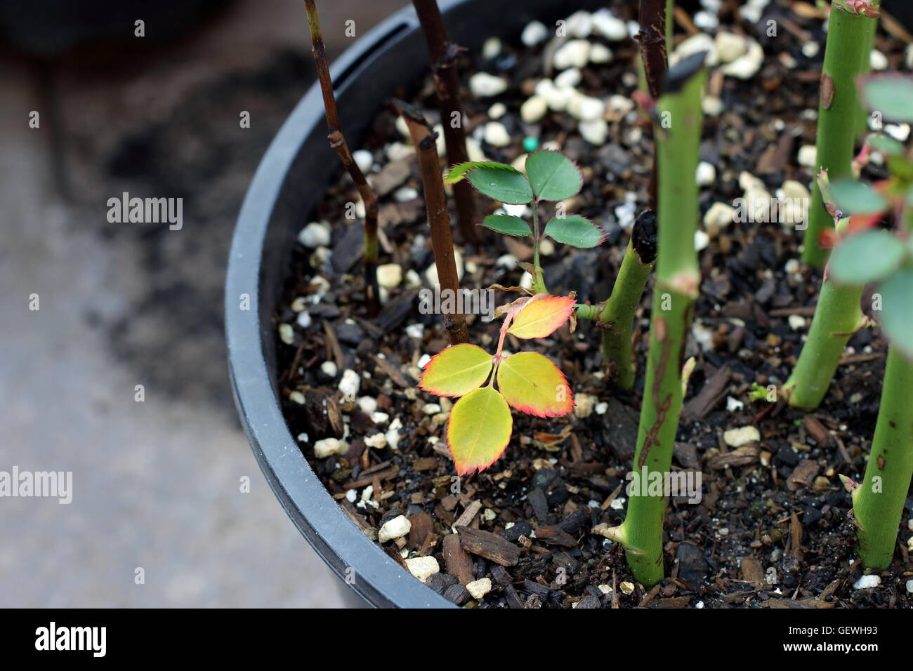 Growing rose from cuttings Stock Photo - Alamy