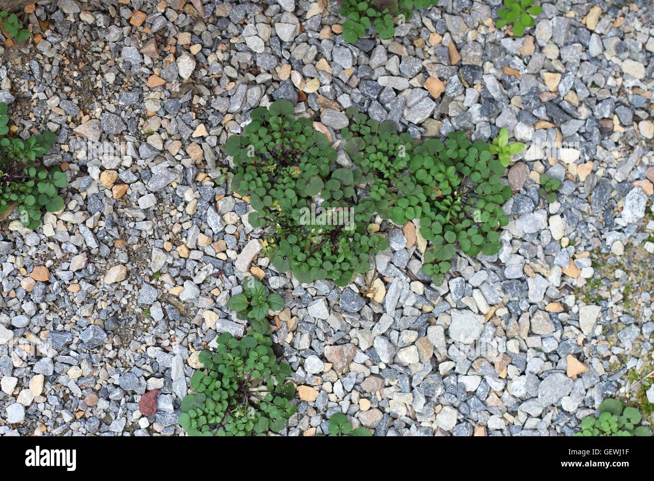 Weeds/ grass growing on crushed rocks on garden pathway Stock Photo - Alamy