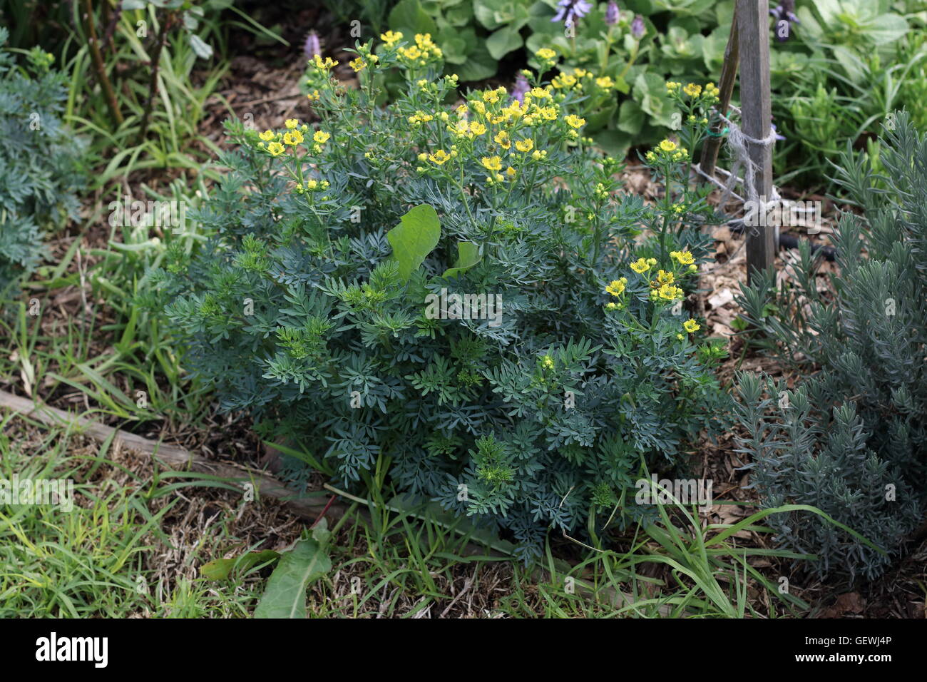 Close up of Ruta graveolens plant or also known as rue, common rue or ...