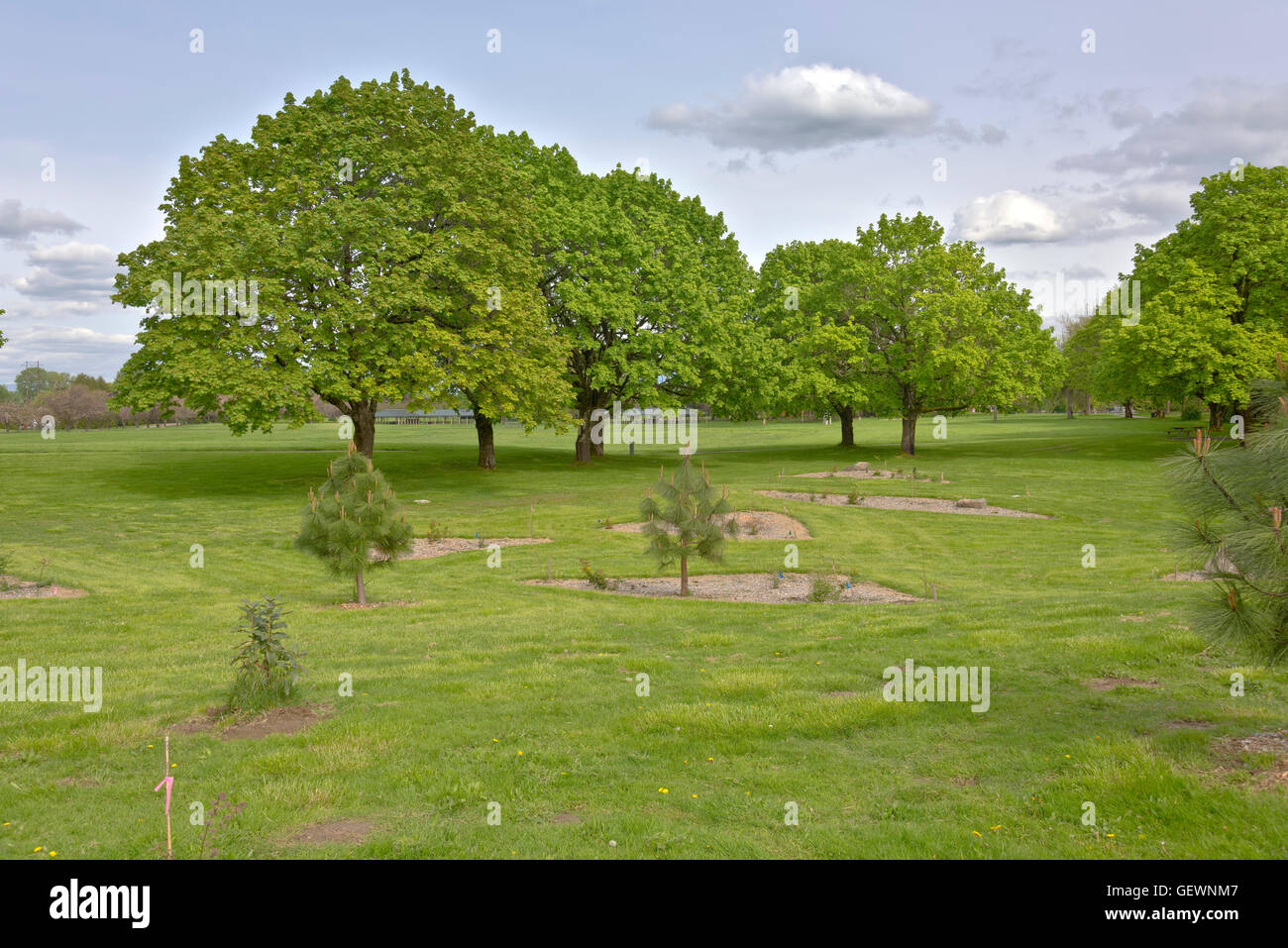 Spring trees foliage bloom in a public park Oregon Stock Photo - Alamy
