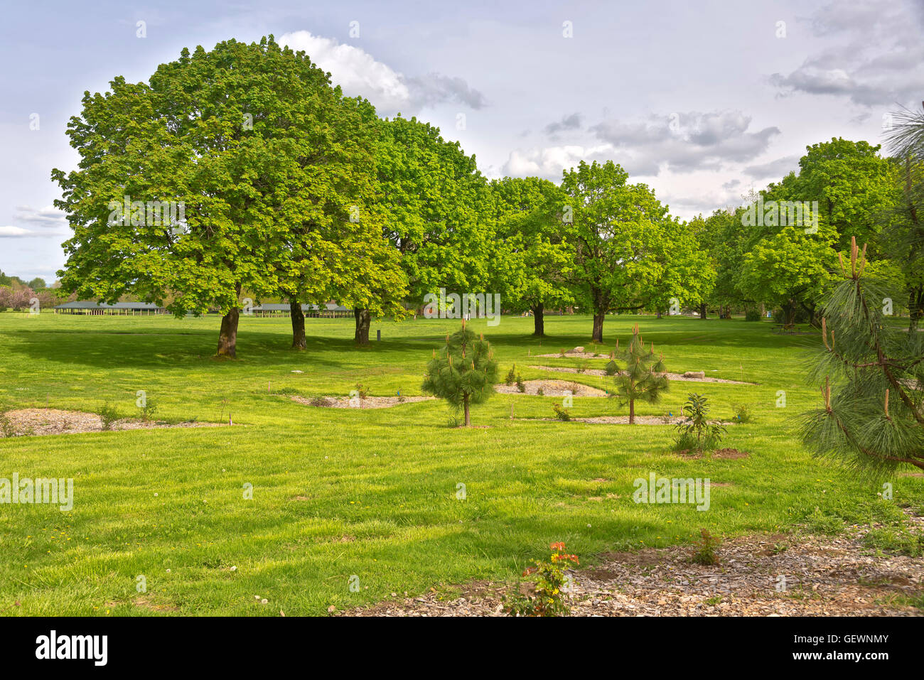 Spring trees foliage bloom in a public park Oregon Stock Photo - Alamy