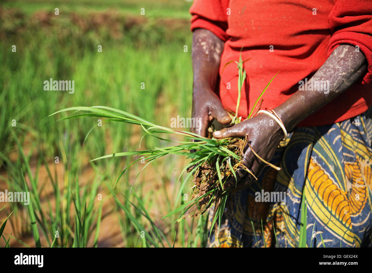Woman harvesting rice on a field in Rwanda, Africa Stock Photo - Alamy