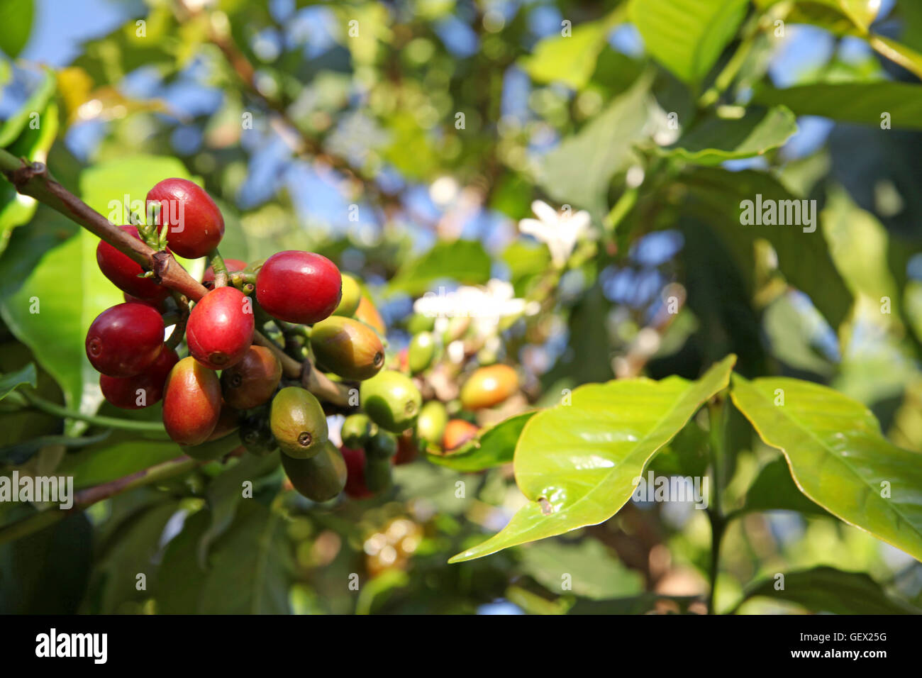 Rwanda coffee plantation hi-res stock photography and images - Alamy