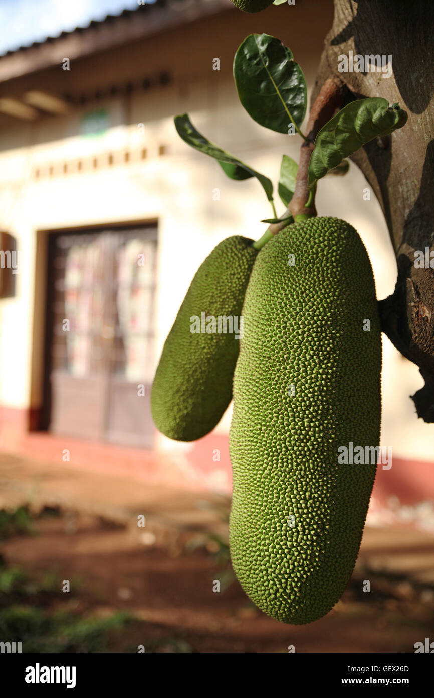 Breadfruit on a tree in Burundi, Africa - healthy and rich in potassium ...
