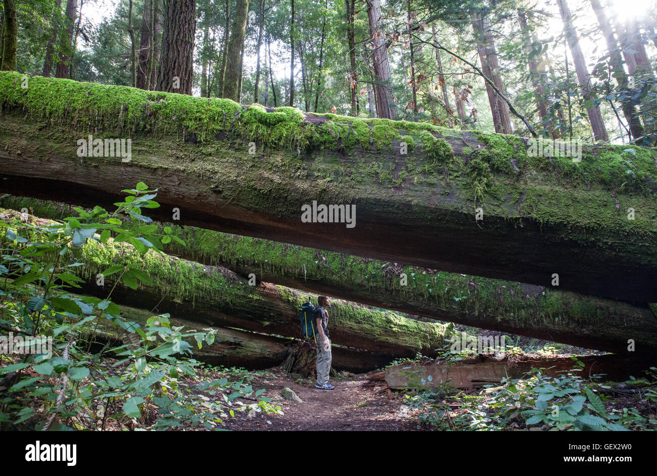 Hiker under a giant Redwood tree, California Stock Photo - Alamy